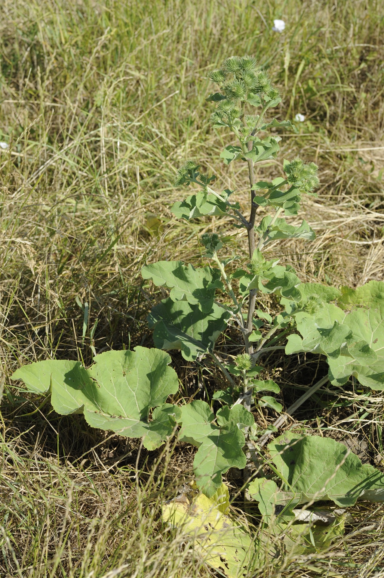 Příběhy bylinek :: Bylinkovyzpevnik